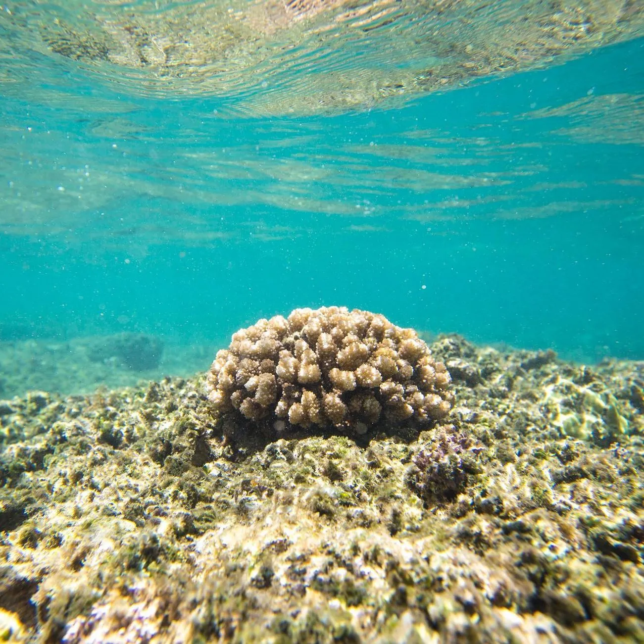 How Many Corals Live In Australia’s Giant Reef System?