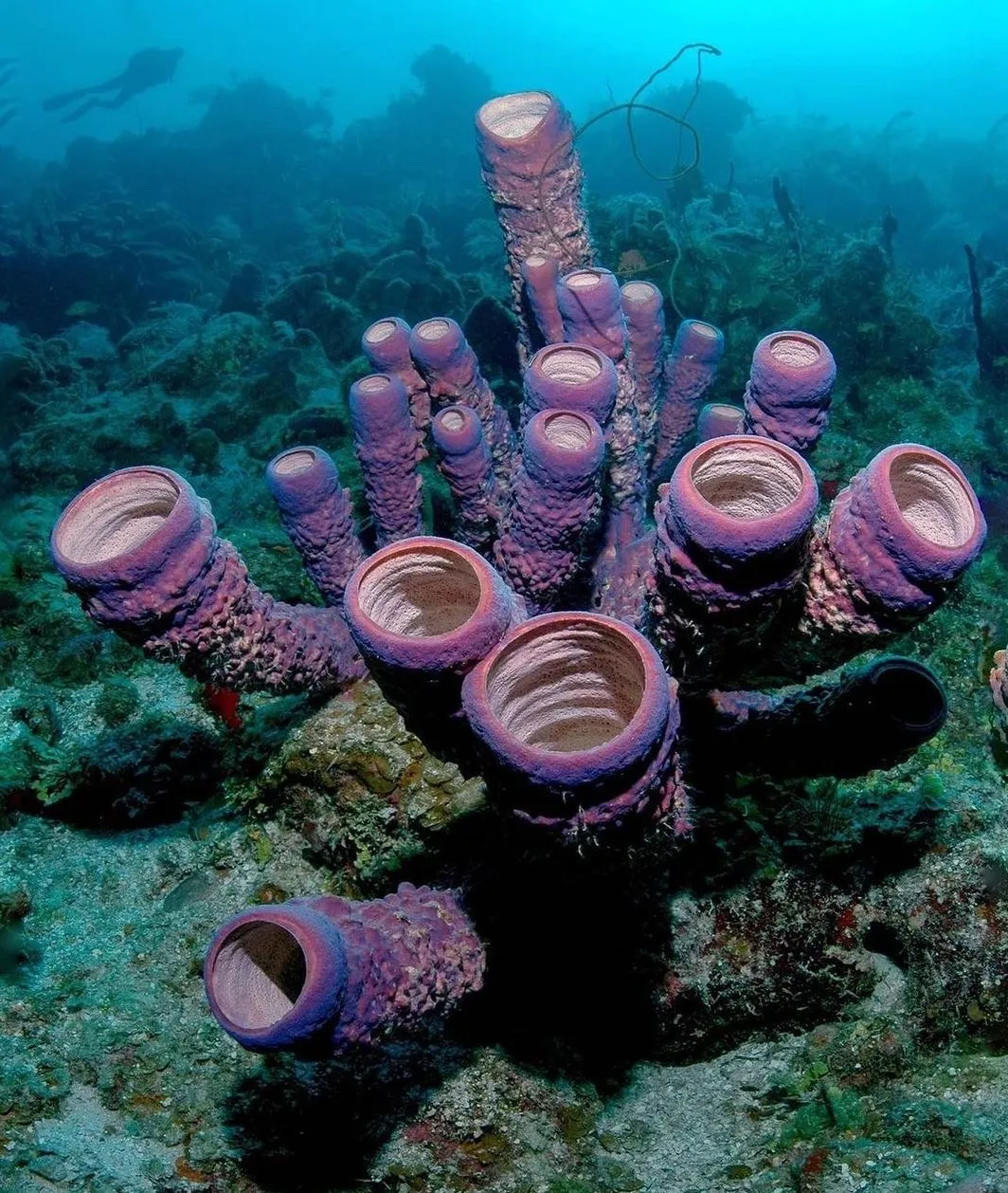 How Many Corals Live In Australia’s Giant Reef System?