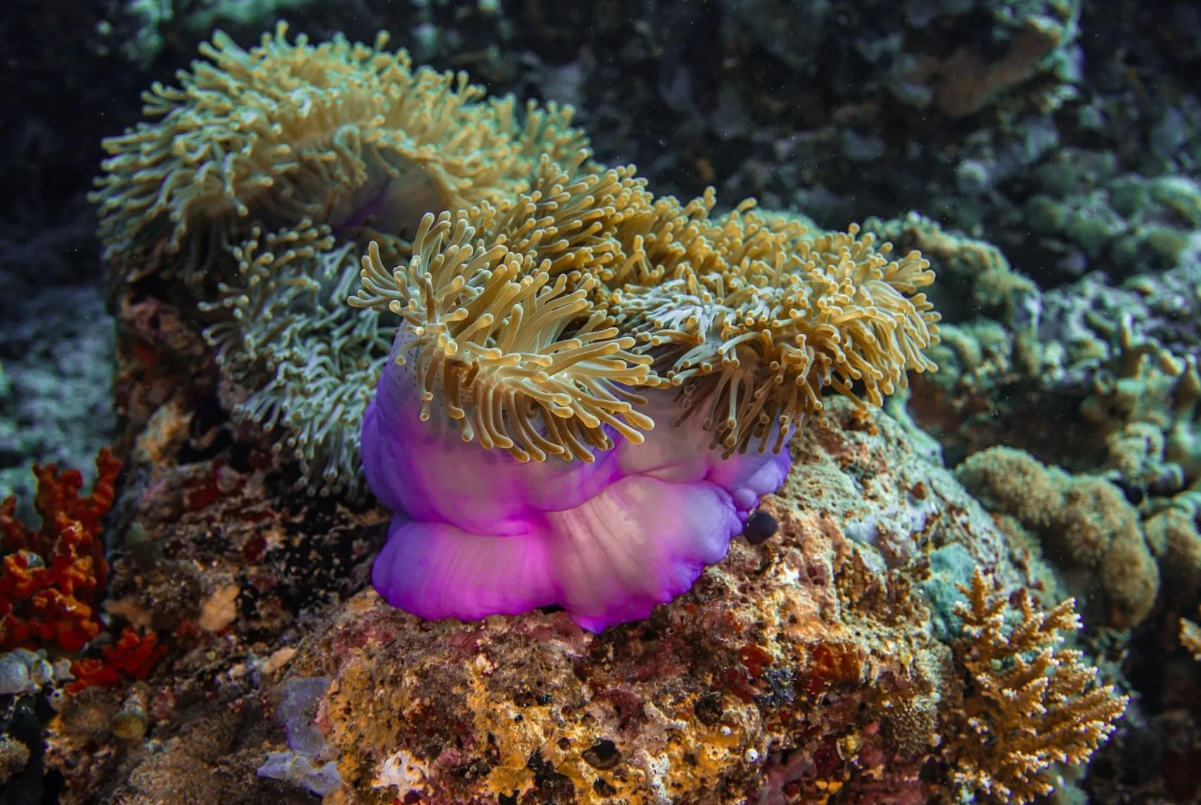 How Many Corals Live In Australia’s Giant Reef System?